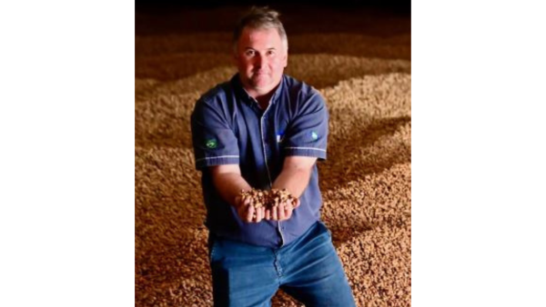 Em Mato Grosso, amendoim atrai produtores e investimentos