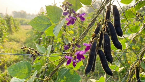 Velvet Beans: o superalimento que você precisa conhecer